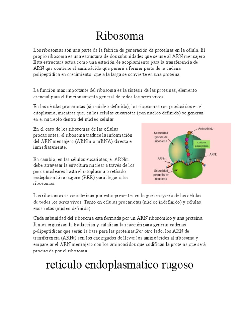 Ribosoma | PDF | Ribosoma | Retículo endoplásmico