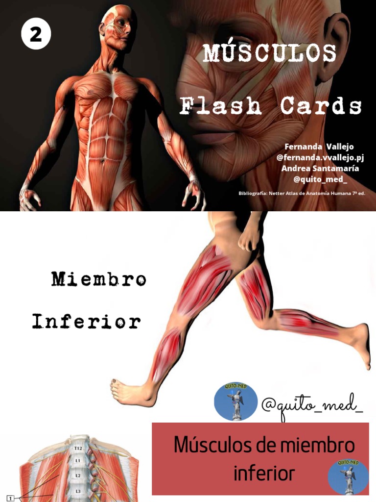 Músculos del Miembro Inferior | PDF | Pie | Rodilla