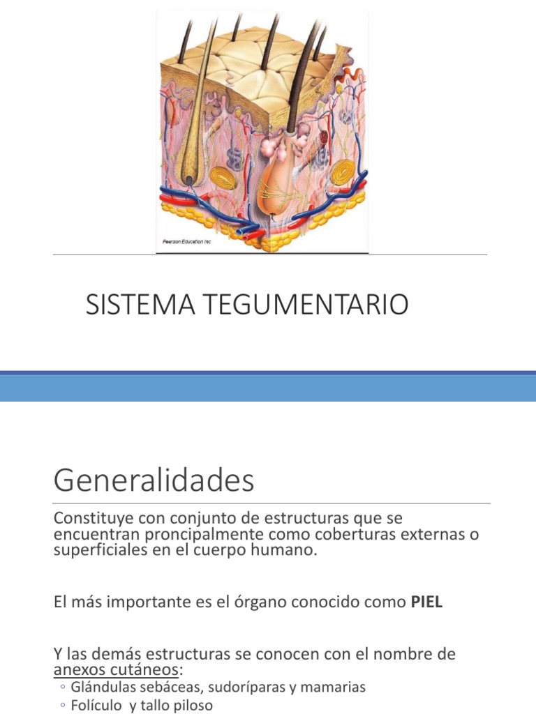 Estructura y Fisiologia de La Piel | PDF | Piel | Epidermis