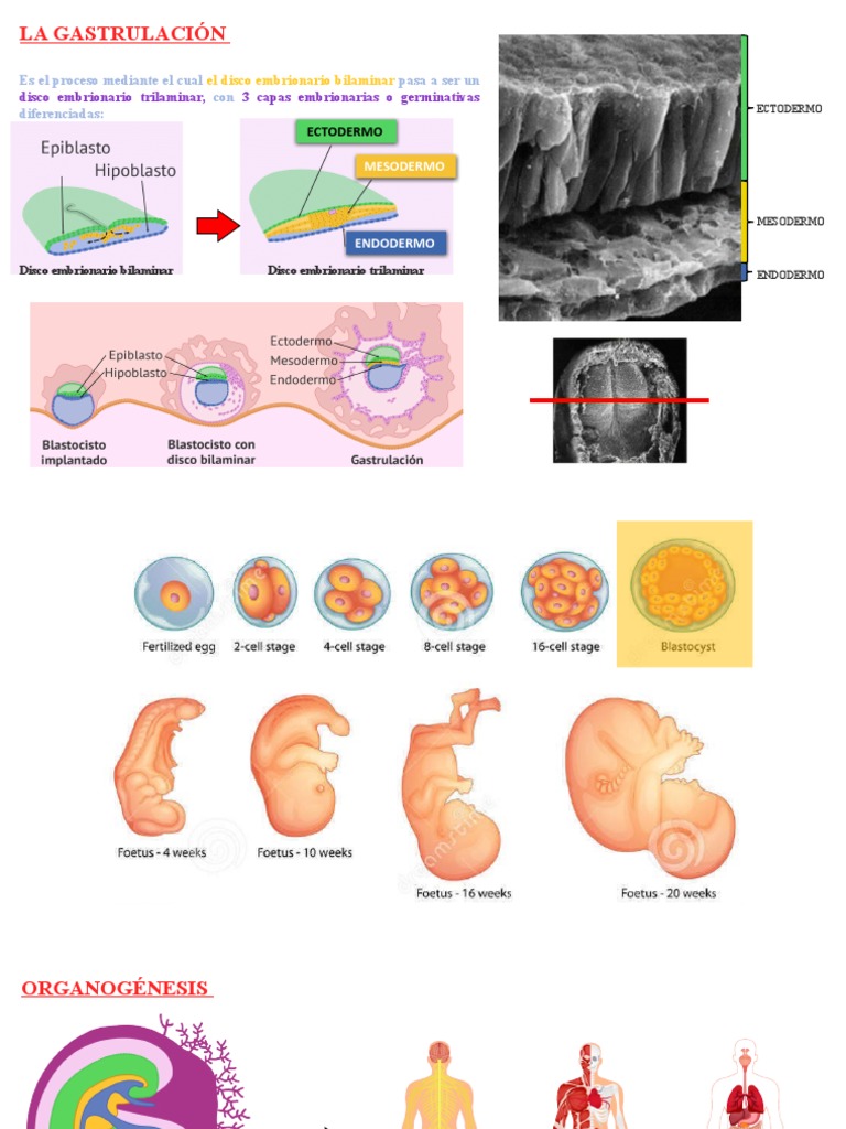 Desarrollo Del Tubo Neural | PDF | Biología del desarrollo | Anatomía