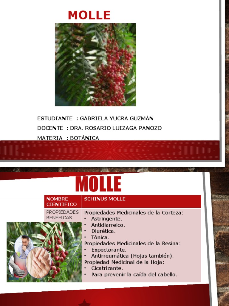 Molle | PDF