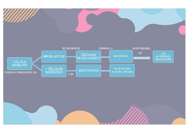 ESQUEMA CÉLULA SATELITE-comprimido | PDF