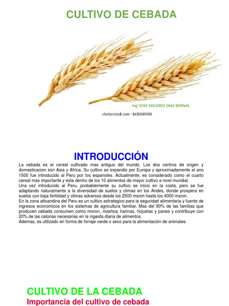 Cultivo de Cebada | PDF | Cebada | Agricultura