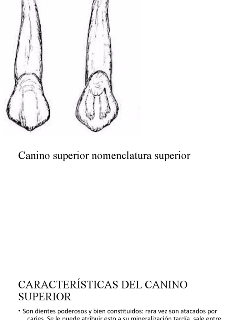 Canino Superior | PDF | Estudios de idiomas extranjeros