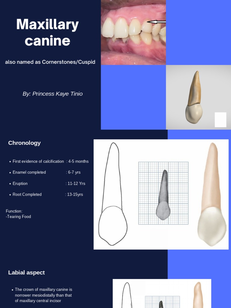 Maxillary and Mandibular Canine 1 | PDF | Dental Anatomy | Human Anatomy