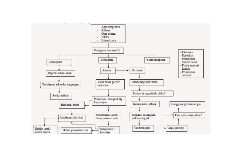 Pathway Anemia | PDF