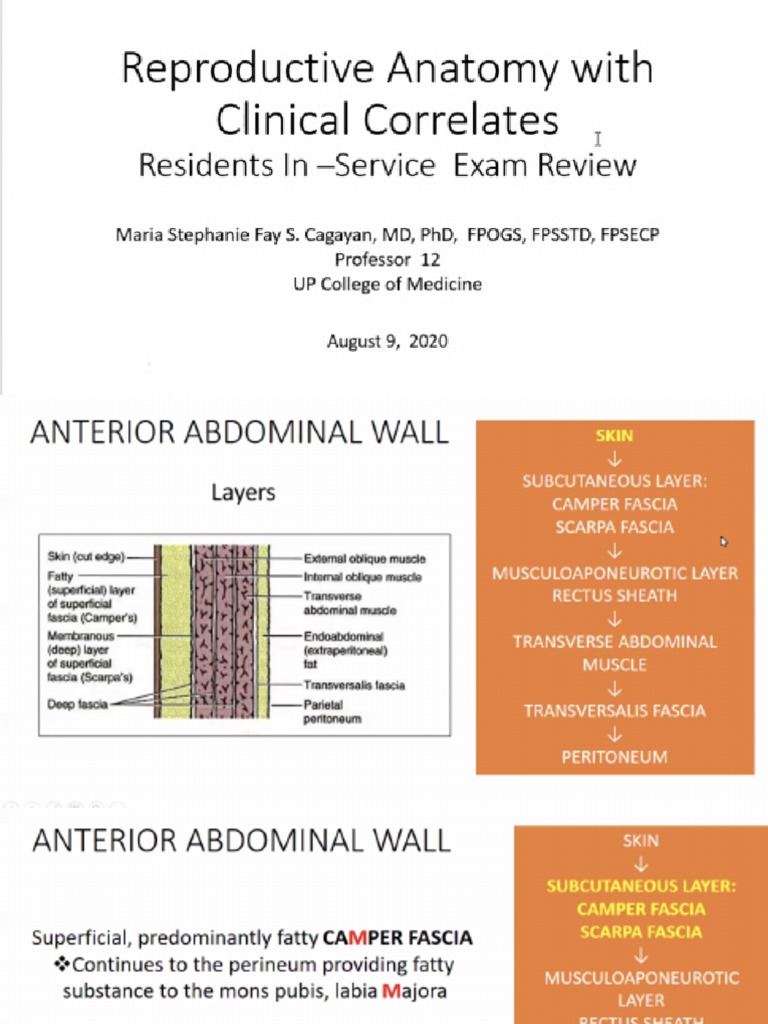 Maternal Anatomy | PDF