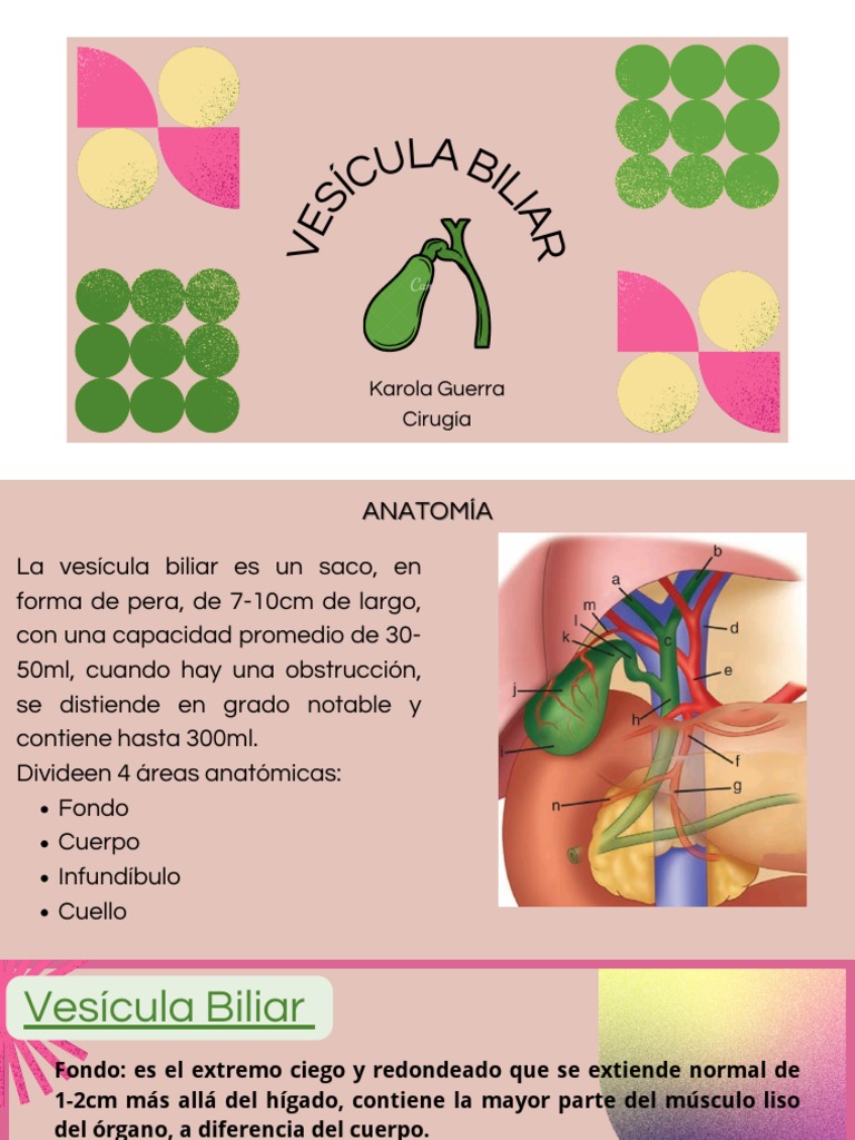 Función y Anatomía de la Vesícula Biliar | PDF | Bilis | Hígado