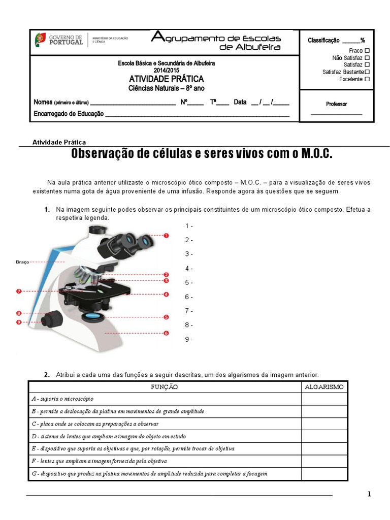 Atividade Prática - Células | PDF | Célula (Biologia) | Eucariotas