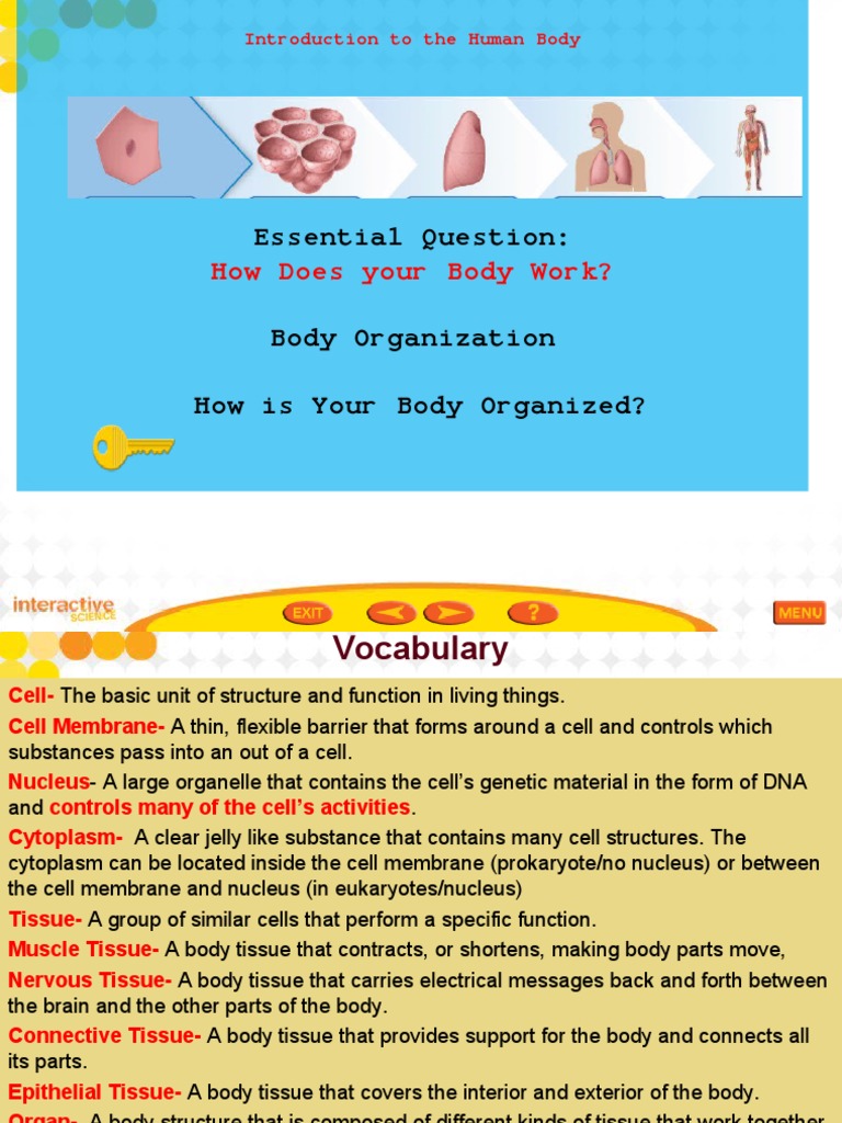 Human Body Organization Guide | PDF | Science & Mathematics