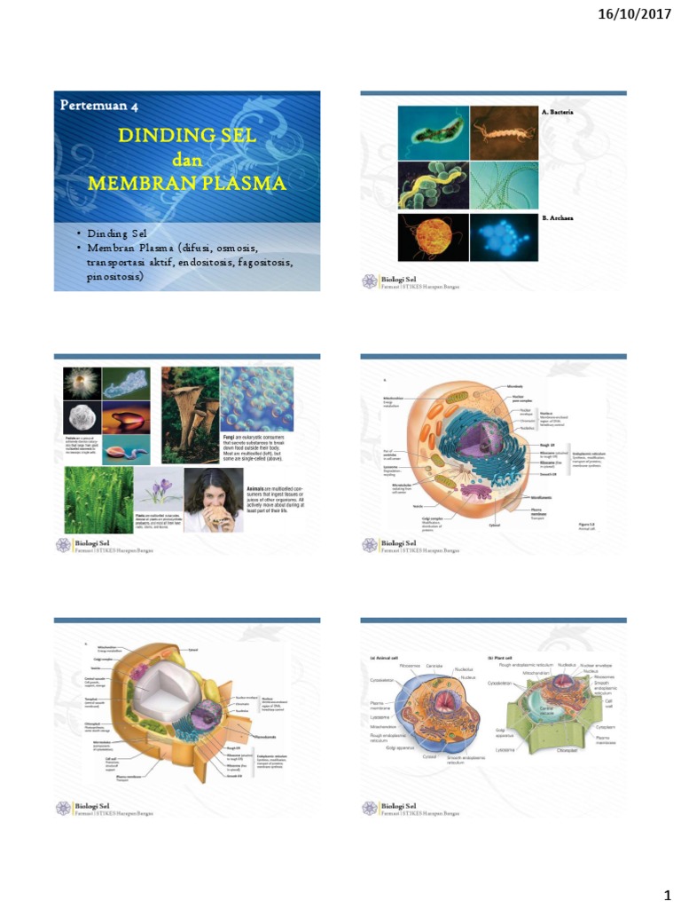 Dinding Sel & Membran Plasma Biologi Sel | PDF