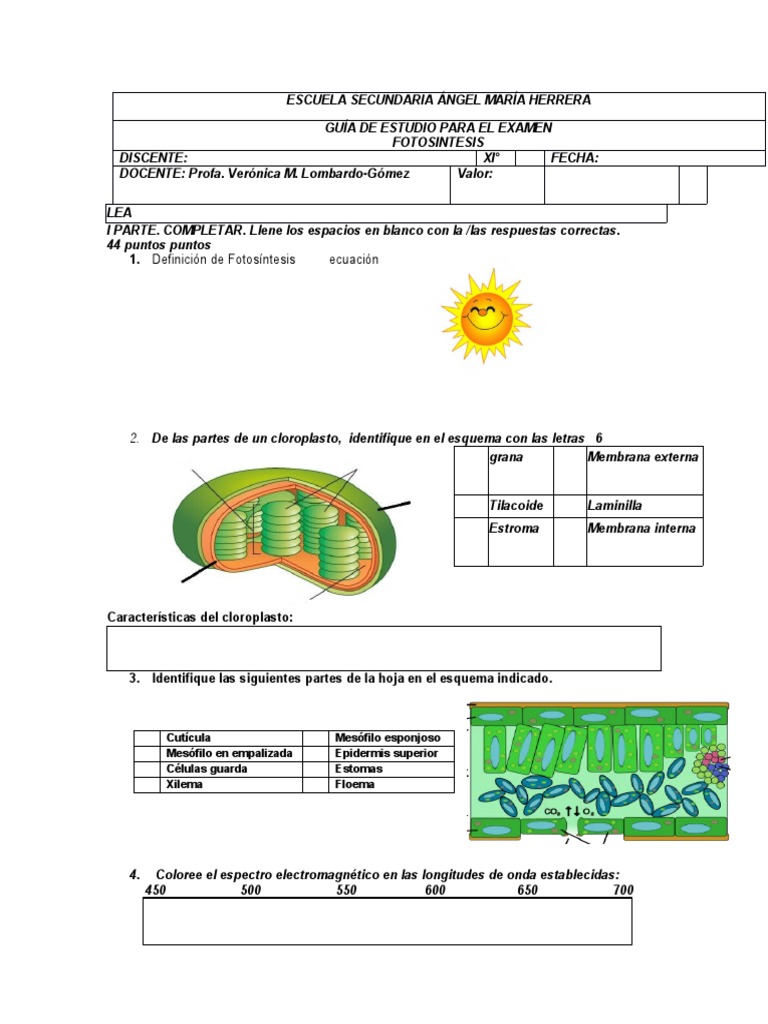 Hoja De Trabajo Con Diagramas De Fotosíntesis, Respuestas Y Claves