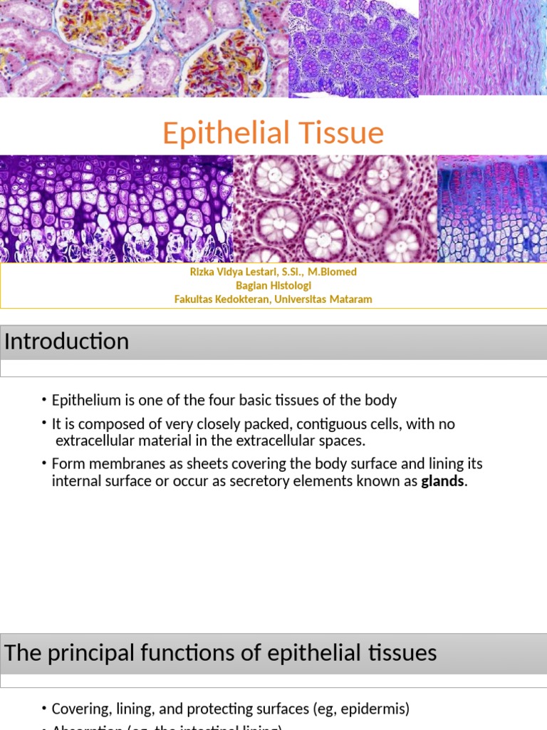 Overview of Epithelial Tissue Types | PDF | Epithelium | Tissue (Biology)