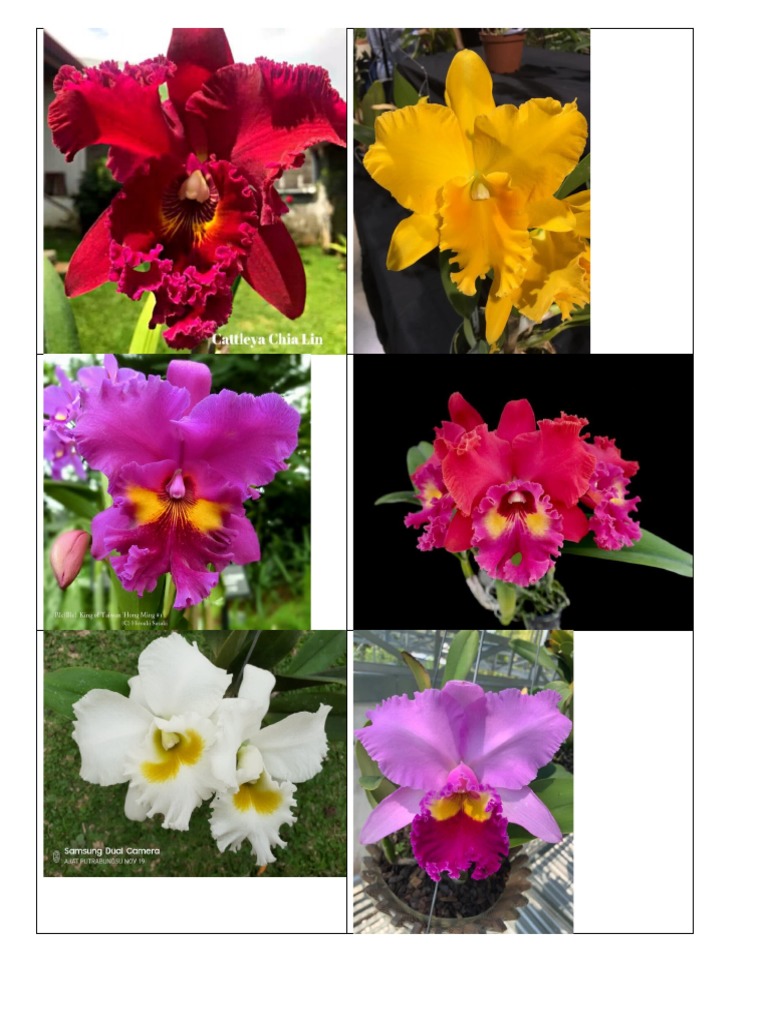 Katalog Cattleya | PDF