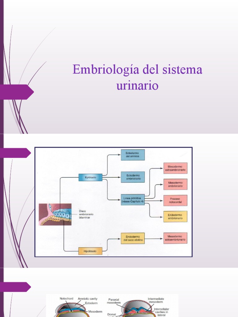 Embriologia Sistema Urinario Pediatria | PDF