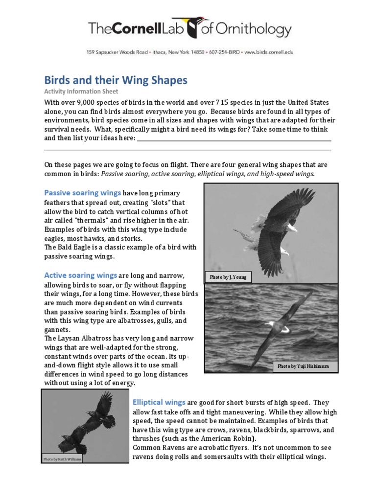 Bird Wing Types Handout | Download Free PDF | Birds | Ornithology