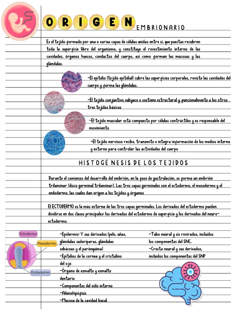 Origen Embrionario de Los Tejidos | PDF | Epitelio | Sistema digestivo ...