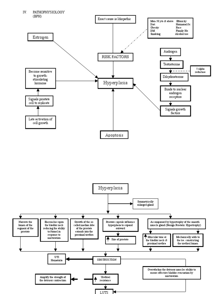 Pathophysiology BPH Case Study | PDF | Animal Anatomy | Genitourinary ...