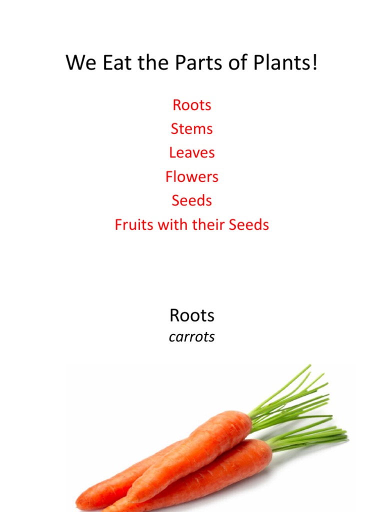 Kindergarten Science: We Eat The Parts of Plants! | PDF