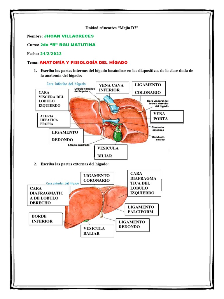 Anatomía y Fisiología del Hígado | PDF