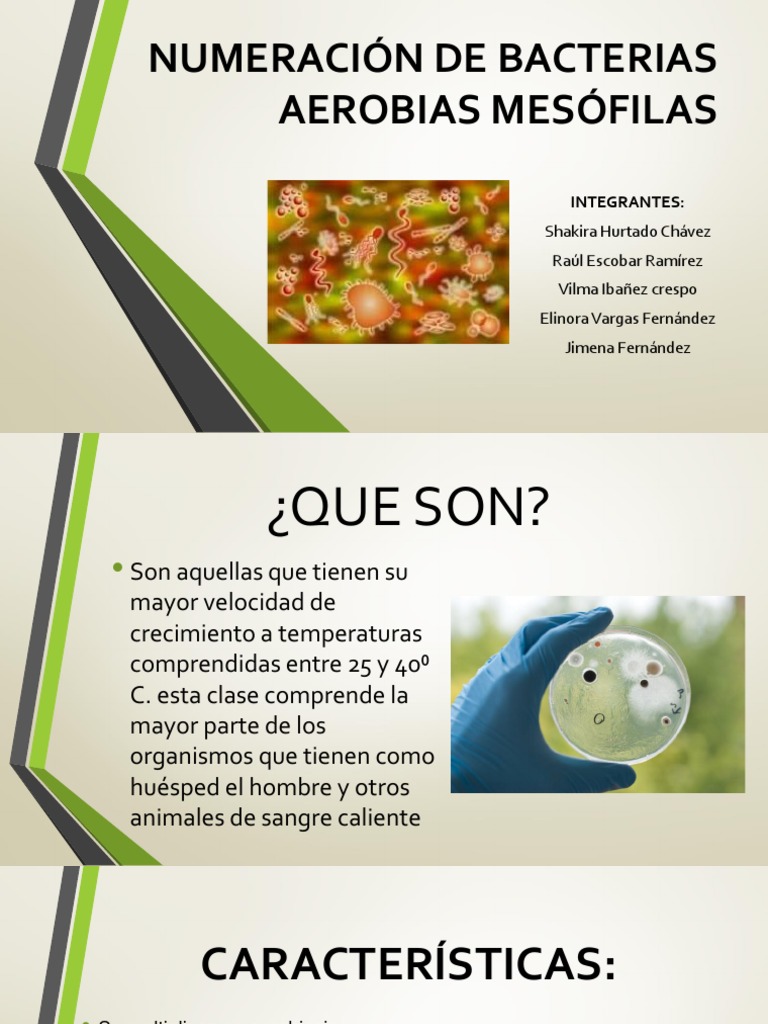 Numeración de Bacterias Aerobias Mesófilas | PDF | Microbiología | Biología