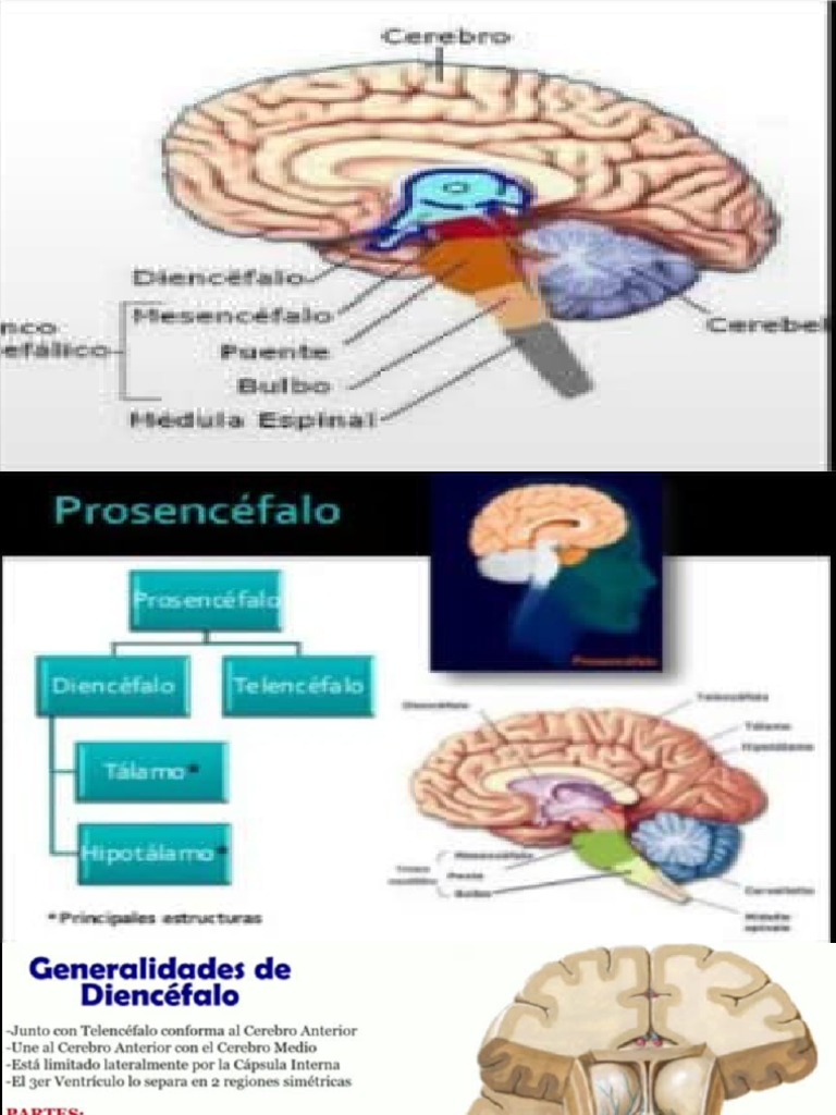 Diencefalo Telencefalo | PDF