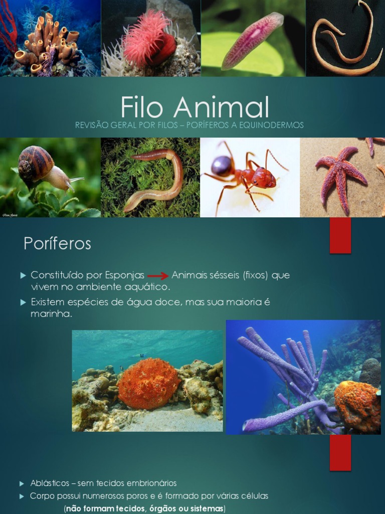 Filo Animal - RESUMO | PDF | Esponja | Moluscos