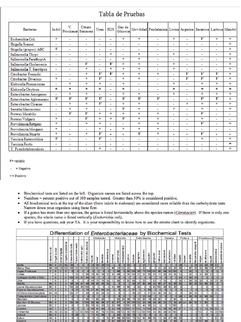 Differentiation of Enterobacteriaceae by Biochemical Tests | PDF