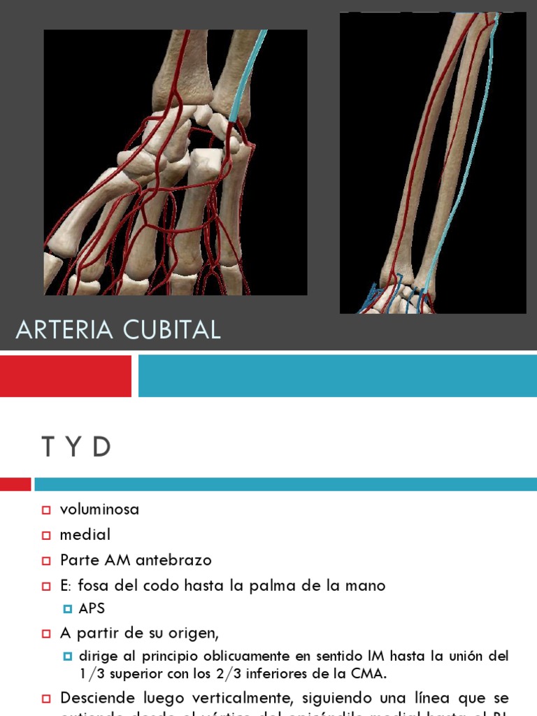 Arteria Cubital - MM | PDF | Mano | Sistema musculoesquelético