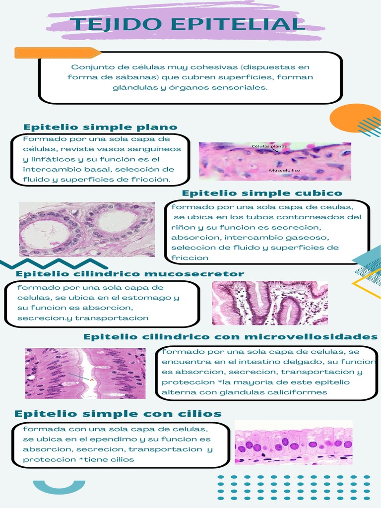 Infografía_Tejido Epitelial | PDF | Epitelio | Órgano (anatomía)