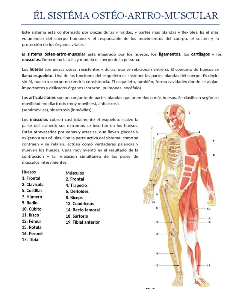 Él Sistéma o Stéo-Artro-Muscular | PDF | Articulación | Hueso