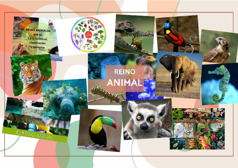 Reino Animal | PDF