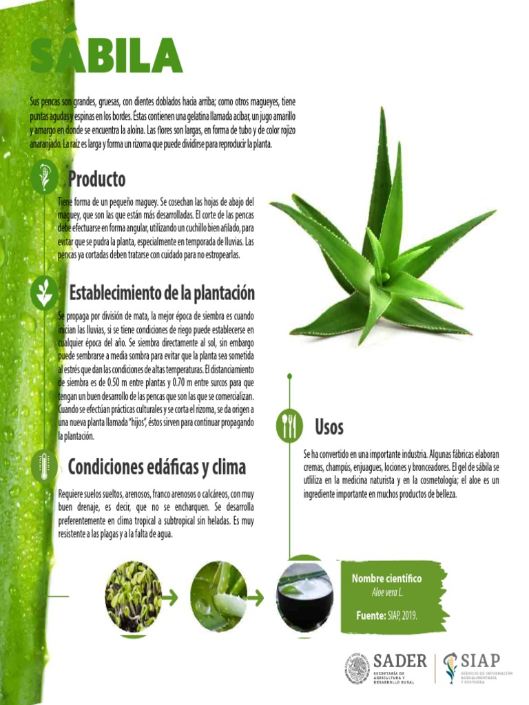 La Sábila | PDF | Botánica | Plantas