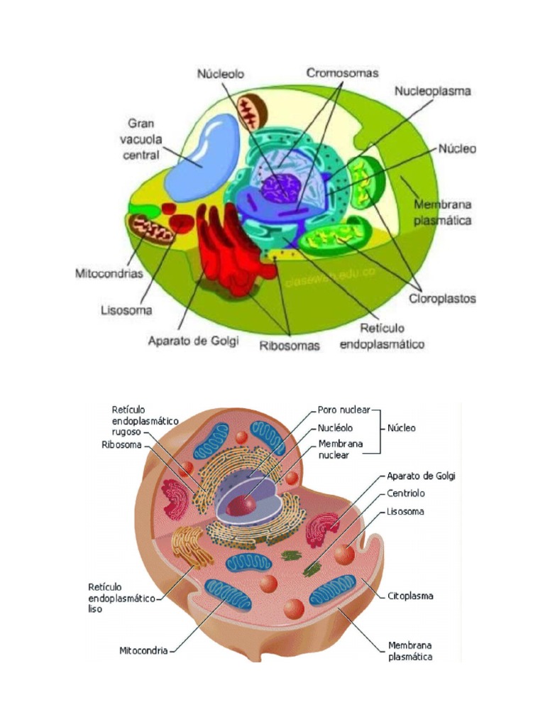 Celula Vegetal y Celula Animal | PDF