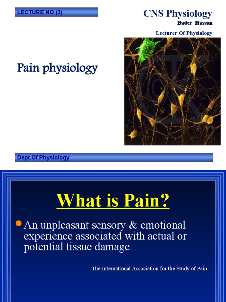 Understanding Pain Physiology Basics | PDF | Wellness