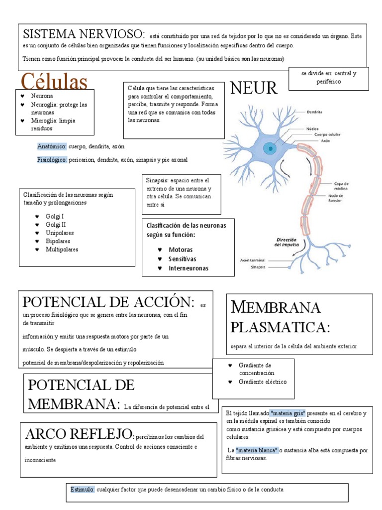 Anatomia y Fisiologia RESUMEN | PDF | Neurona | Axon