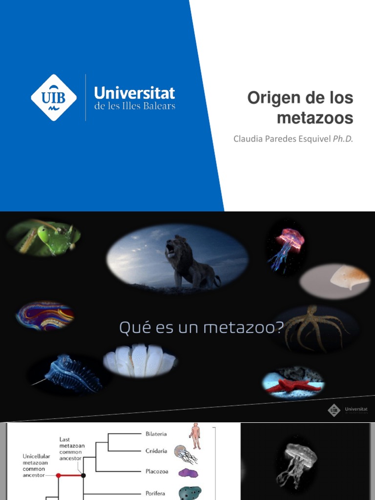 Origen de Los Metazoos y Poríferos | Descargar gratis PDF | Esponja ...