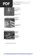 Amoeba Sisters - Plants-Diversity, Structure & Adaptations Video | PDF ...