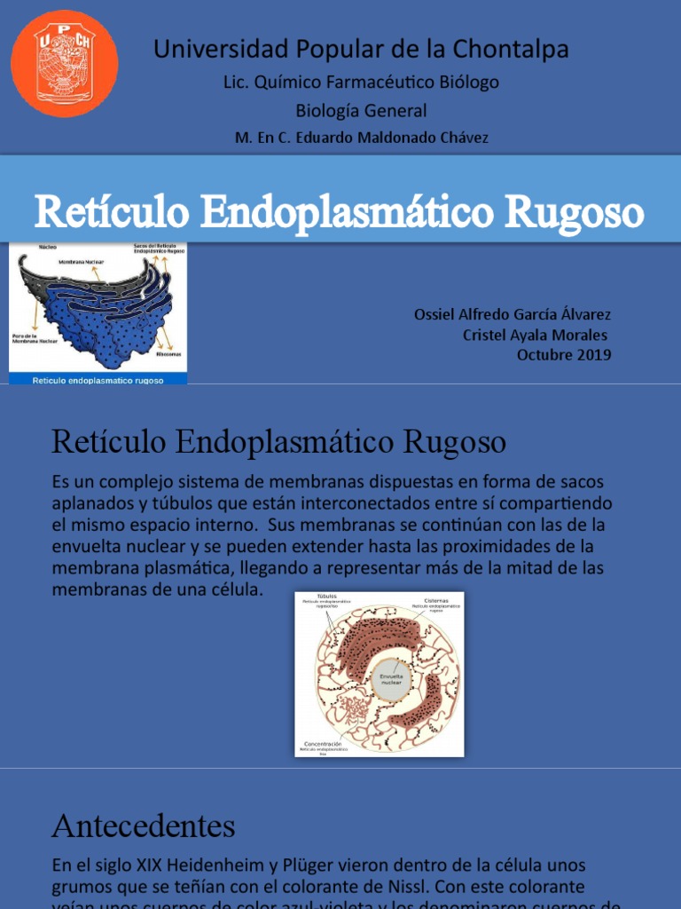 Reticulo Endoplasmático Rugoso | PDF | Ribosoma | Retículo endoplásmico