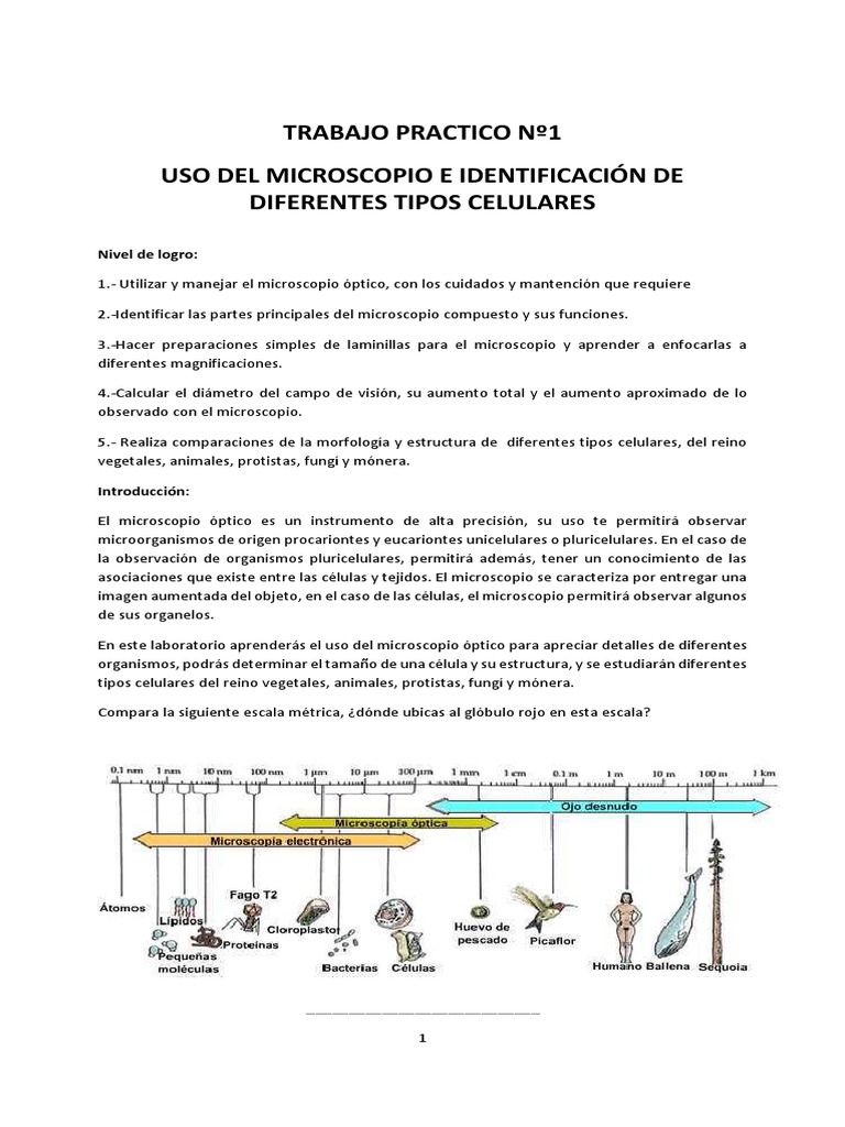 Guia Trabajo Practico 1 Uso y Cuidados Del Microscopio-1 | PDF ...