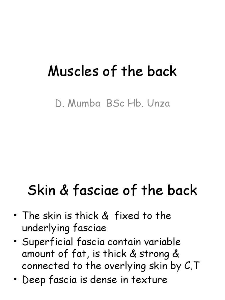 Back Muscles | PDF | Anatomy | Musculoskeletal System