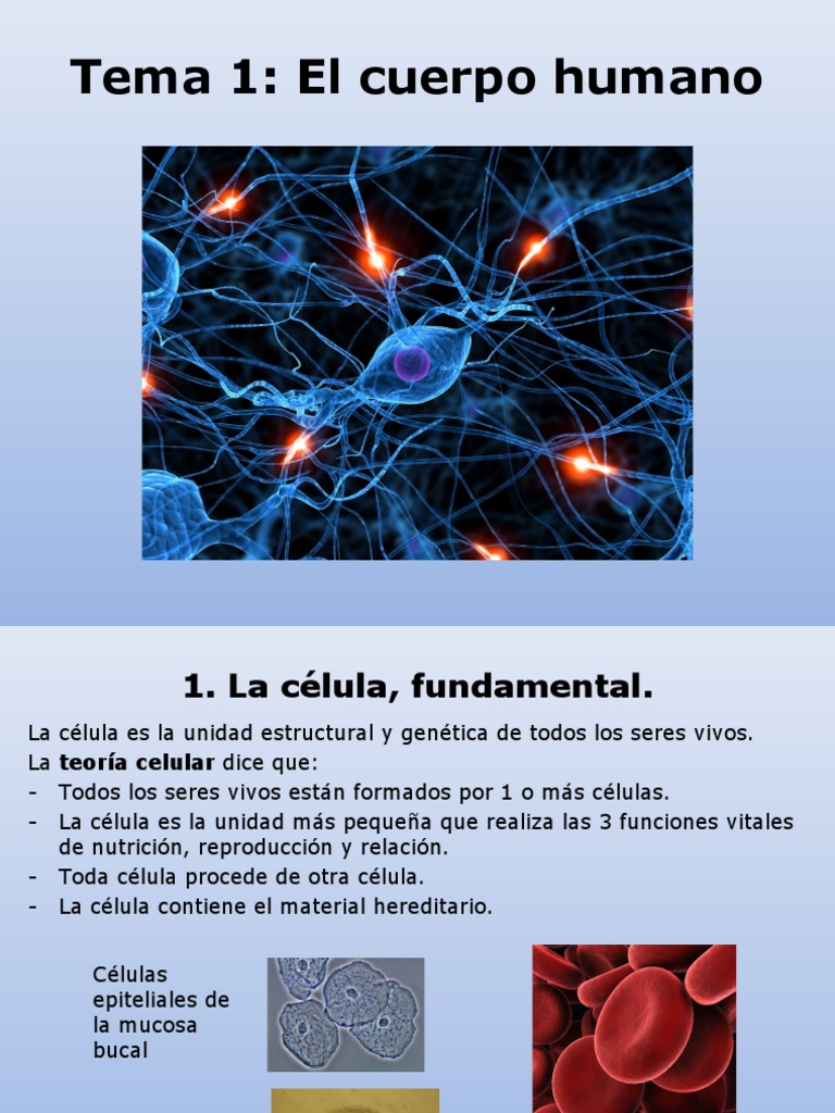 Tema 1 El Cuerpo Humano Pdf Citoplasma Biología Celular