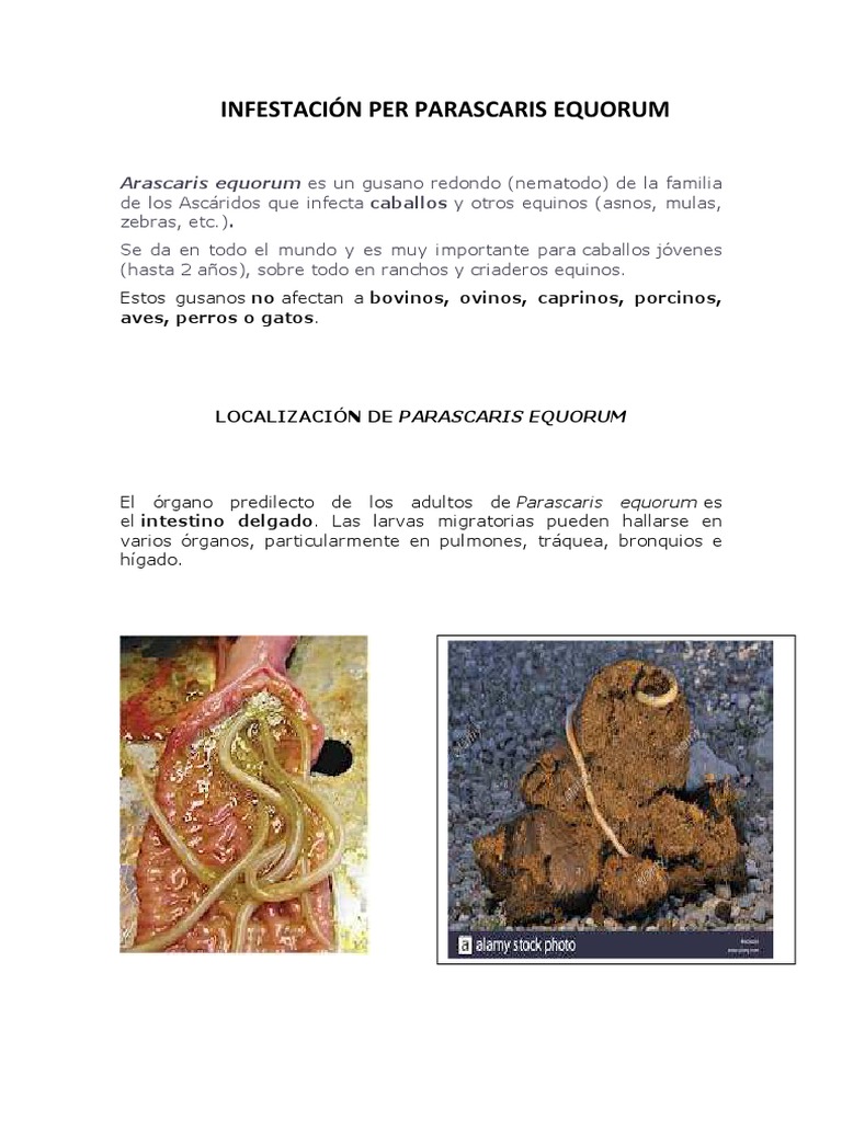 Ciclo de Vida de Parascaris equorum | PDF | Salud y bienestar