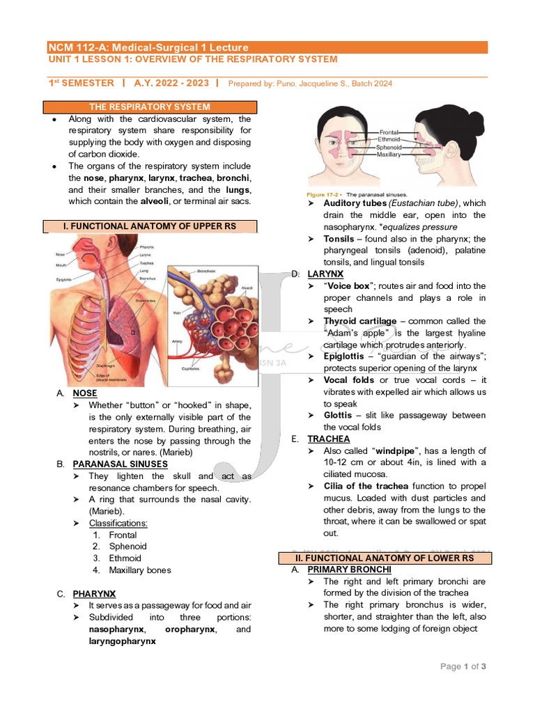 Lesson 1 Overview Of The Respiratory System Pdf Lung Respiratory