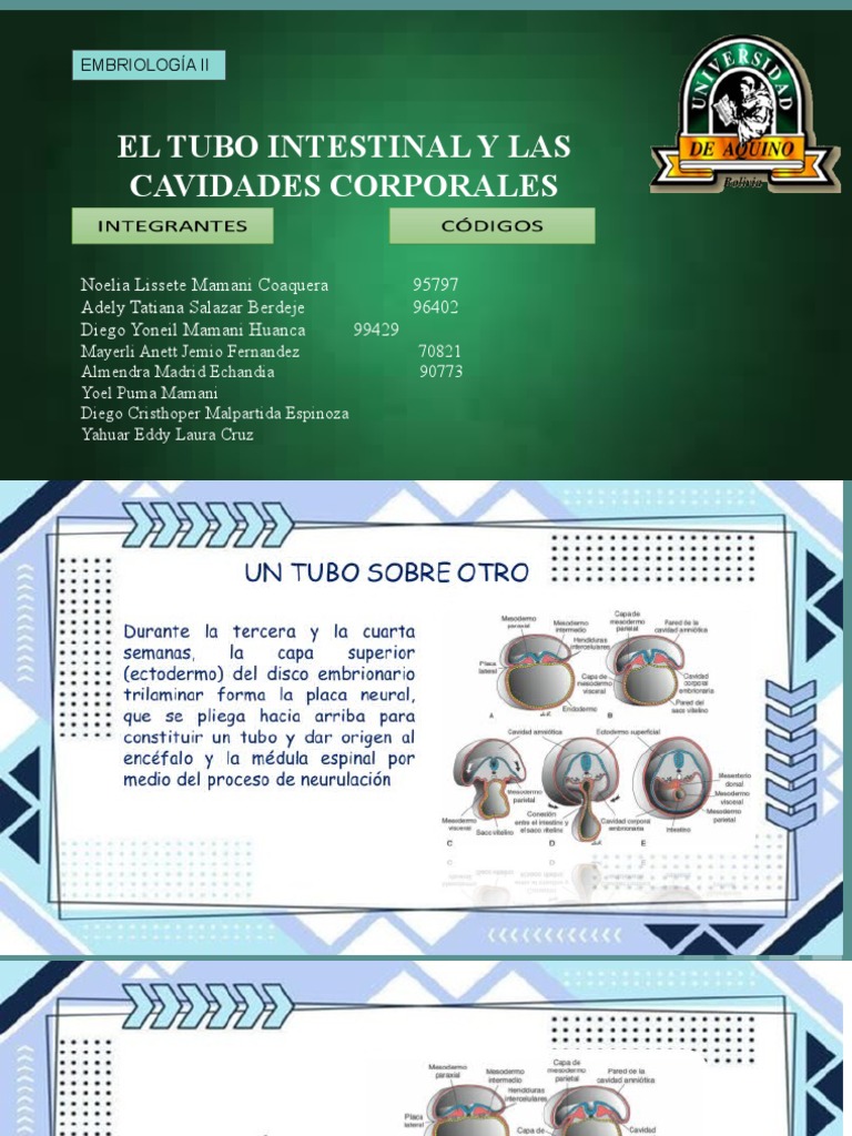 Formación de la cavidad corporal primitiva | PDF | Abdomen | Tracto ...