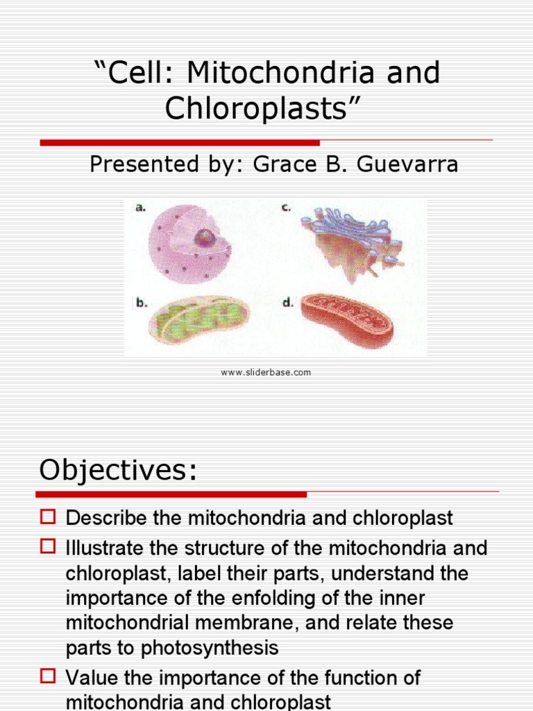 Cell Lessons in Grade 11 Stem Students | PDF | Chloroplast | Mitochondrion