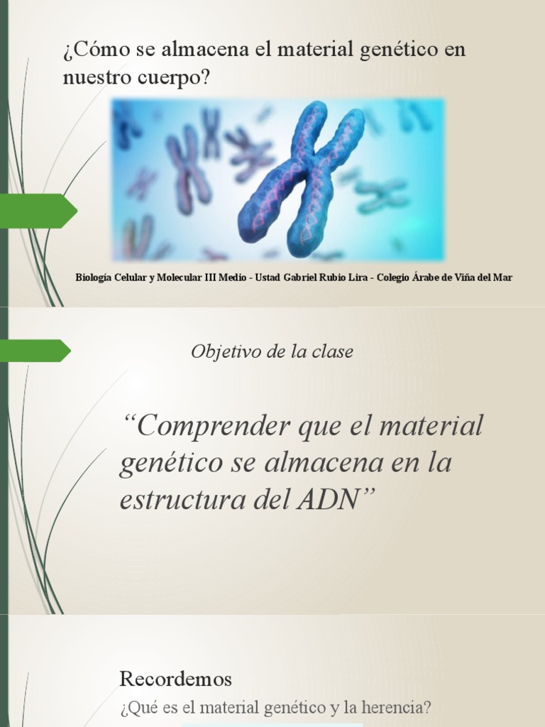 Biología Celular y Molecular III Medio - Estudio Del ADN, Su Estructura y Función | PDF | Adn ...