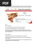 Anatomía de la Región Geniana | PDF | Cabeza y cuello humanos ...