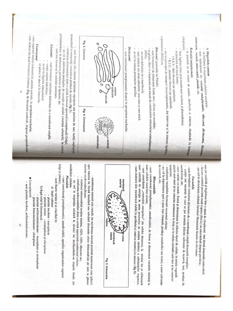 Centrozomul 123 | PDF
