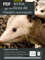 Biología del Didelphis marsupialis | PDF | Habitat | Mamíferos